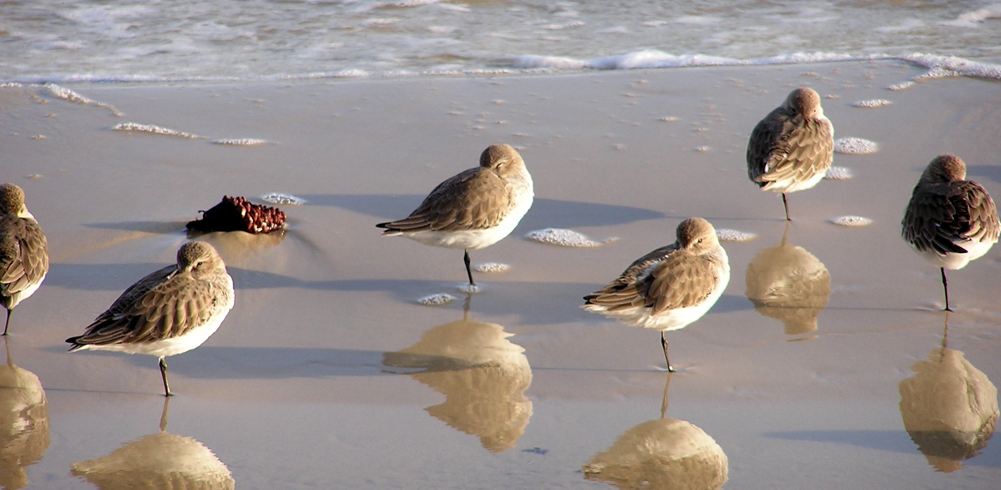 Ptaki na wyciągnięcie ręki
