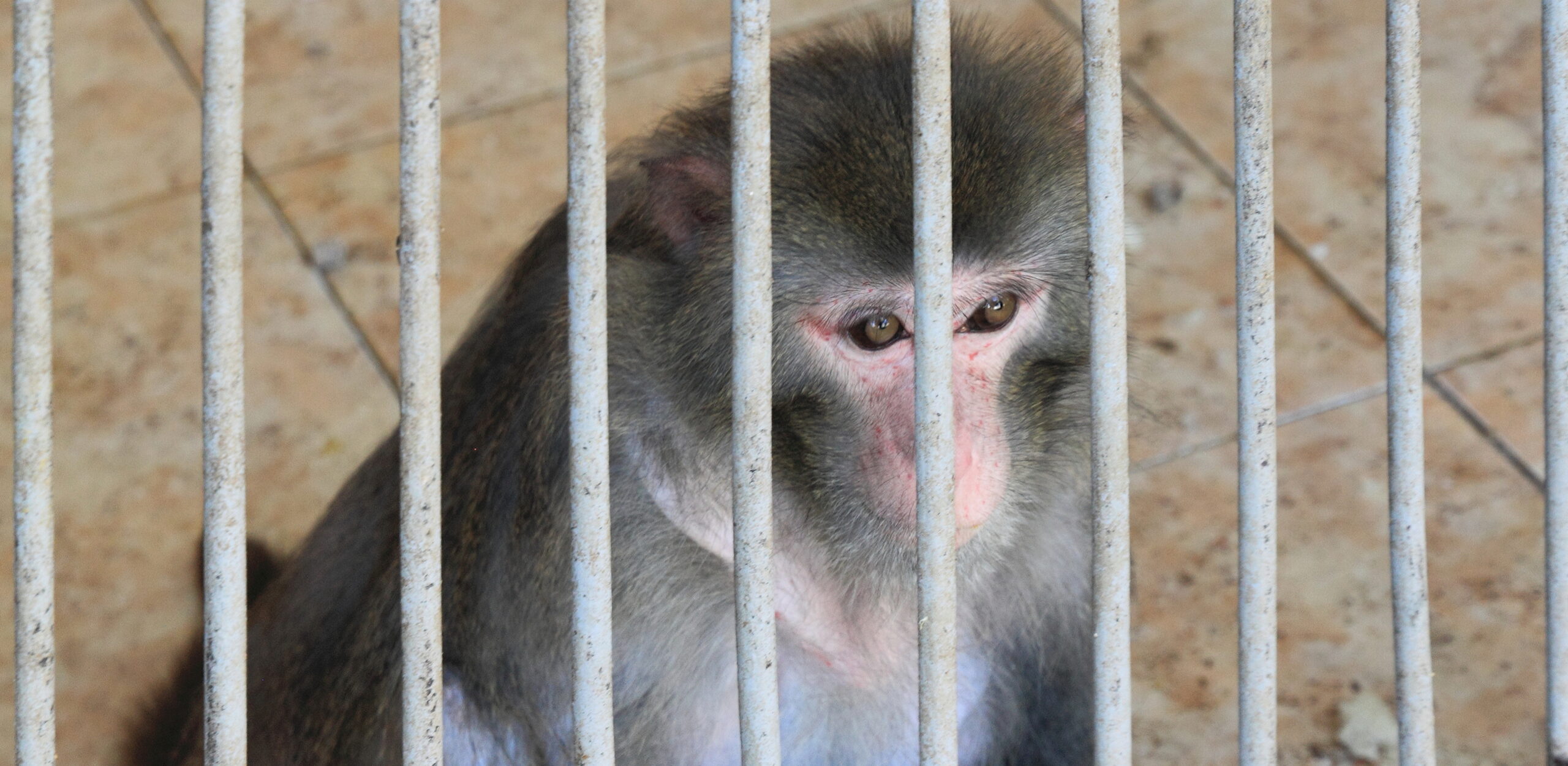Po raz pierwszy sklonowana małpa dożyła dorosłości. To rezus Retro