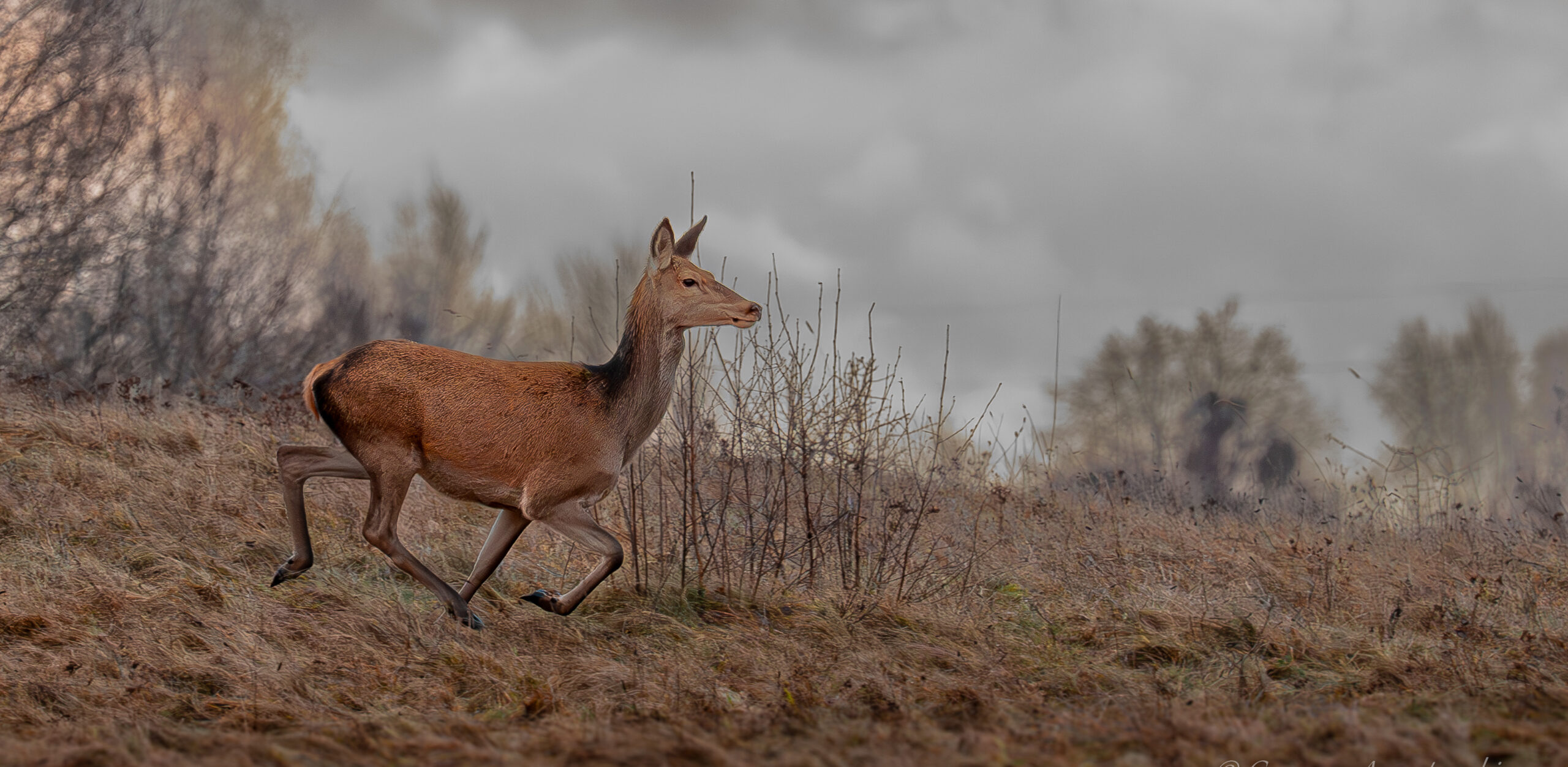 Niebawem w lesie rozpocznie się niezwykle ciekawe widowisko: rykowisko