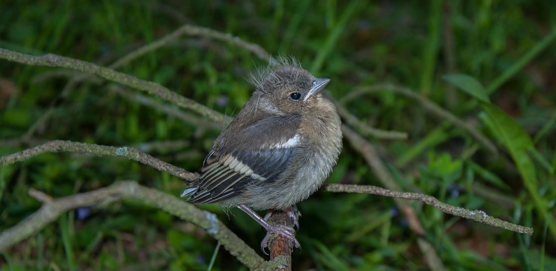 Gdyński EkoPatrol walczy z niewiedzą i apeluje, by nie zakłócać spokoju ...