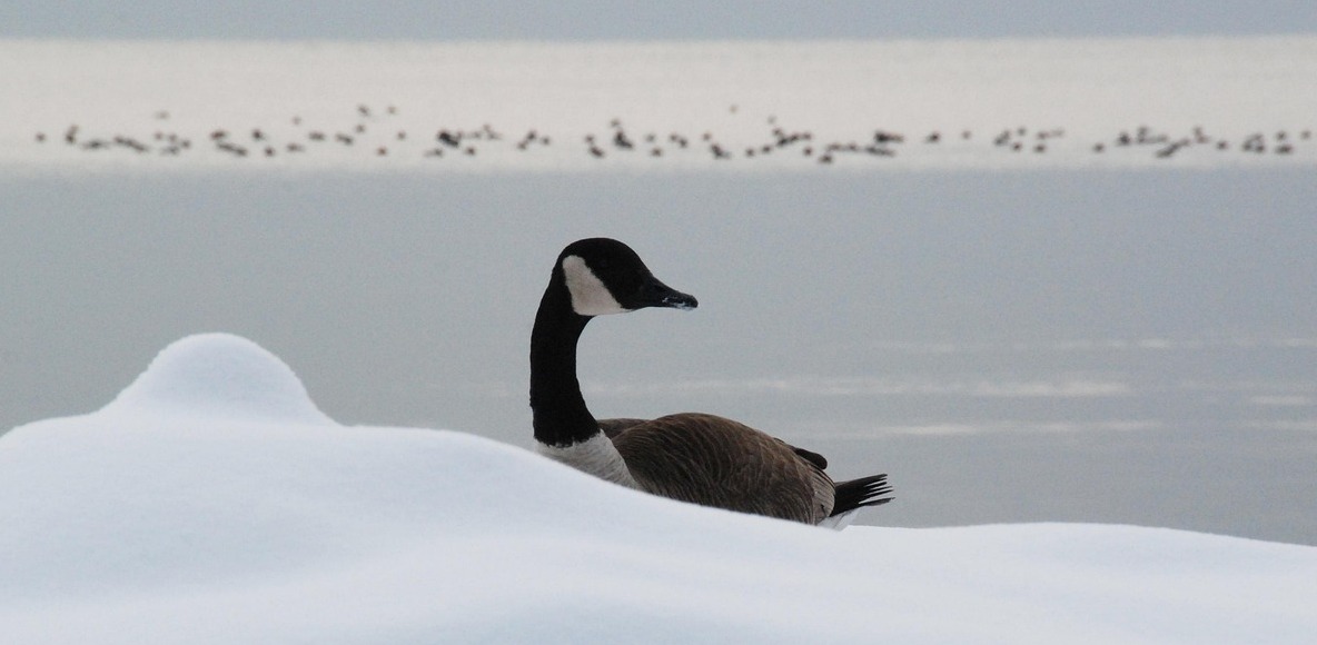 Ptasia grypa u gęsi w Mikoszewie. Służby weterynaryjne potwierdzają
